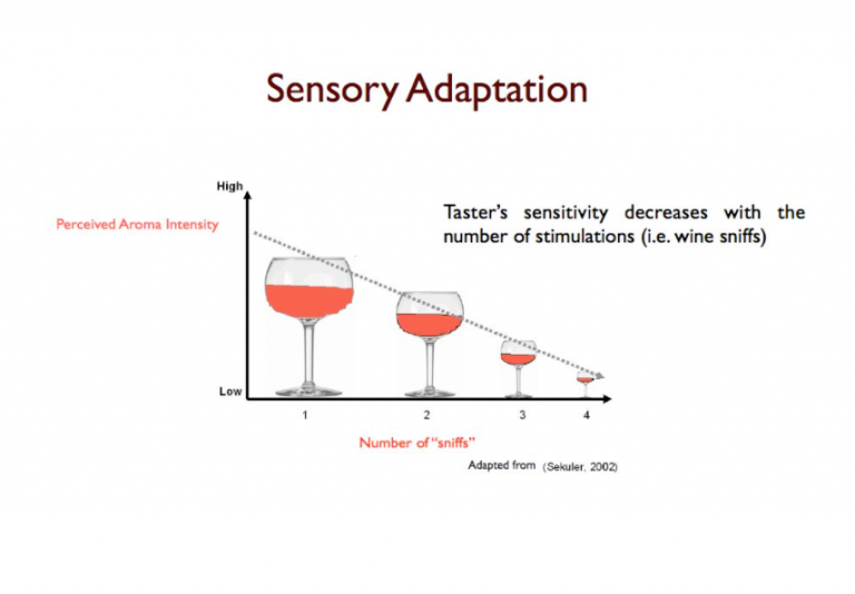 Sensory Adaptation Definition Examples It Lesson Education